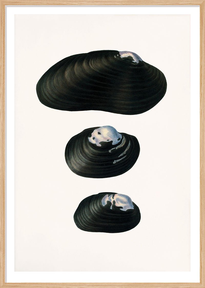 Freshwater Mussel poster | StoltzeStudio